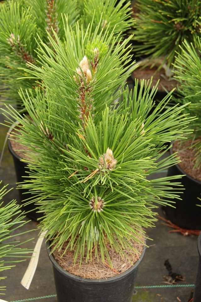 Pinus thunbergii 'Thunderhead' - Japanese Black Pine *Live Plant | eBay