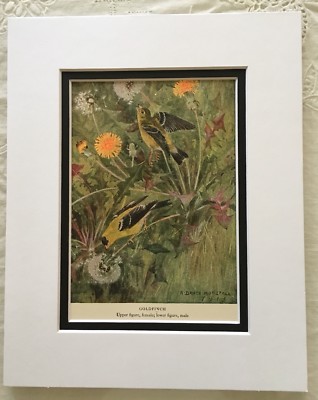 Vintage Robert Bruce Horsfall Print Of Goldfinch | eBay