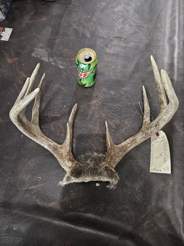 Wild 11 Point Whitetail Deer Antler Rack Horn Skull Plate Decor Man ...