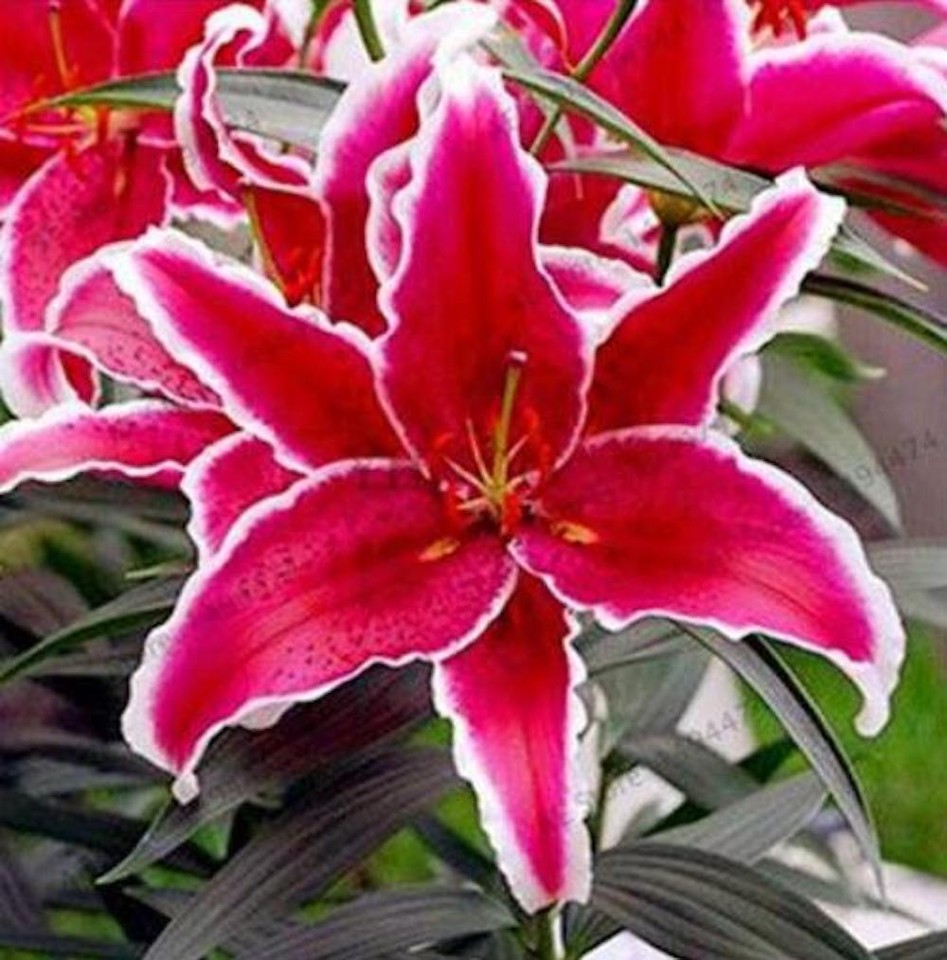 20 EXOTIC rare LILY SEEDS for garden flower perennial plant beds USA ...