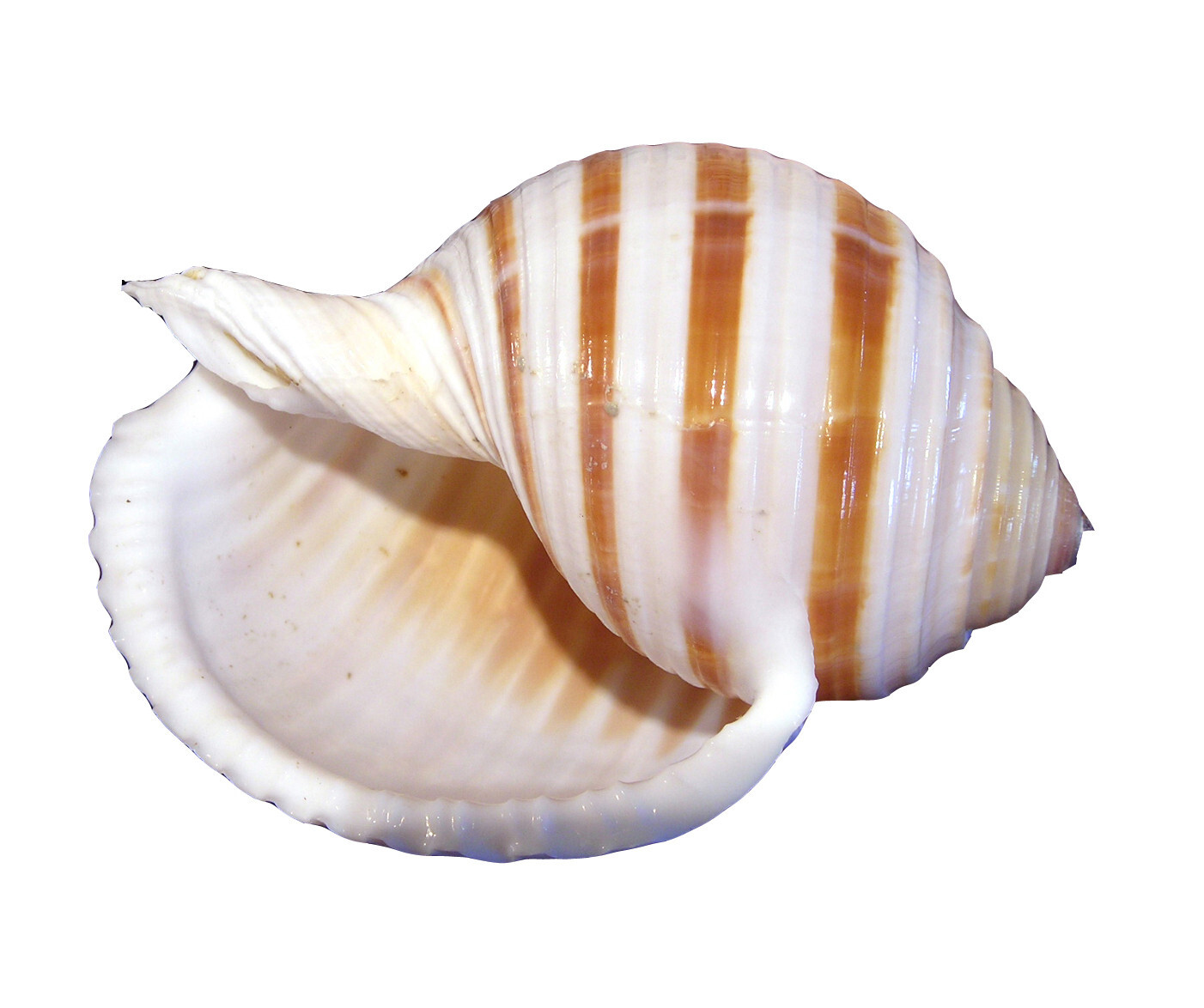 Tonna Selacosa (Banded Tun Shell) (3-4") Coastal Crafts and Decor ...