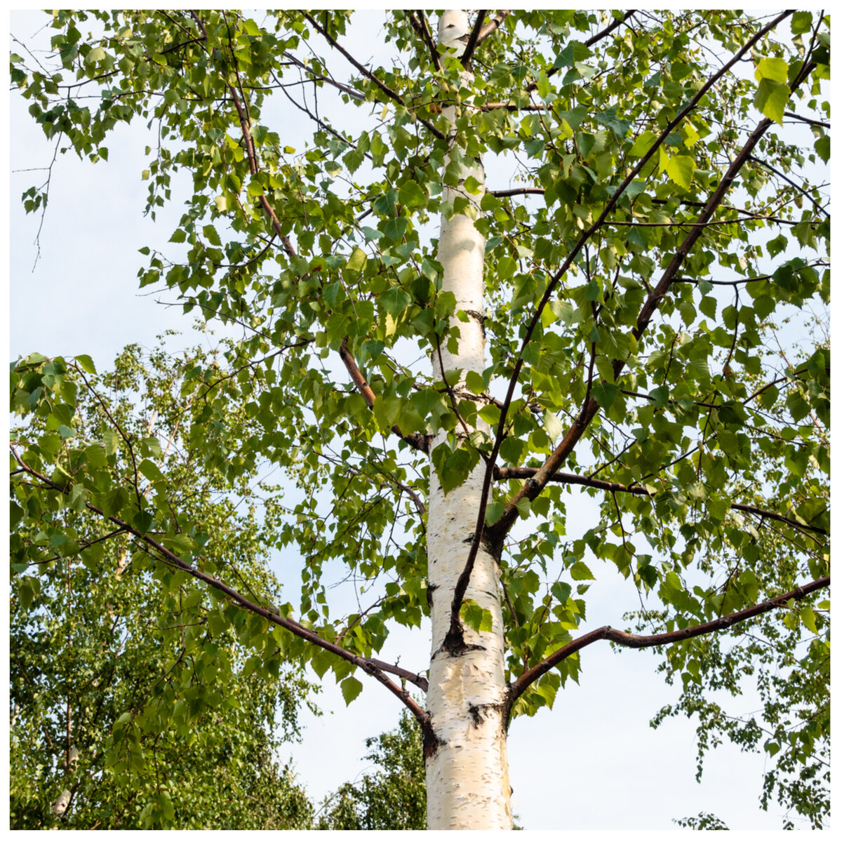 Tall Birch Tree Branches The Complete Guide To A River Birch Tree