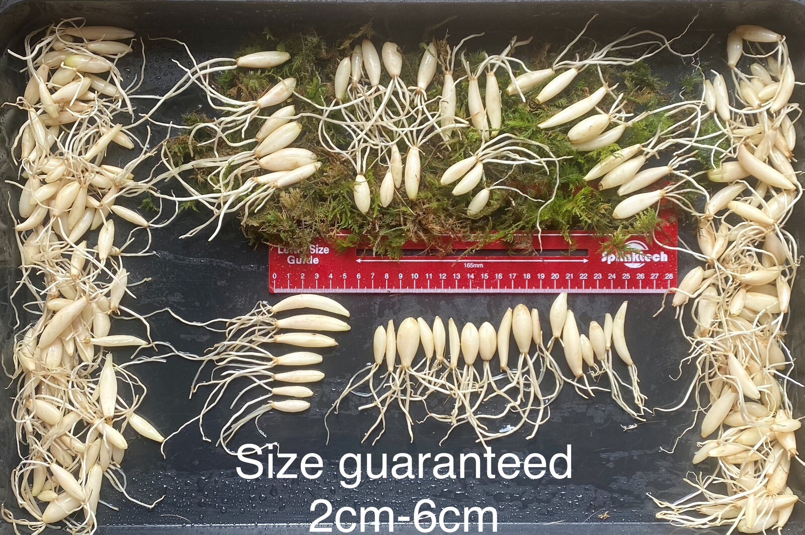35+ WILD GARLIC Bulbs SPROUTING & Freshly Lifted!👩‍🌾 Excellent Quality ...