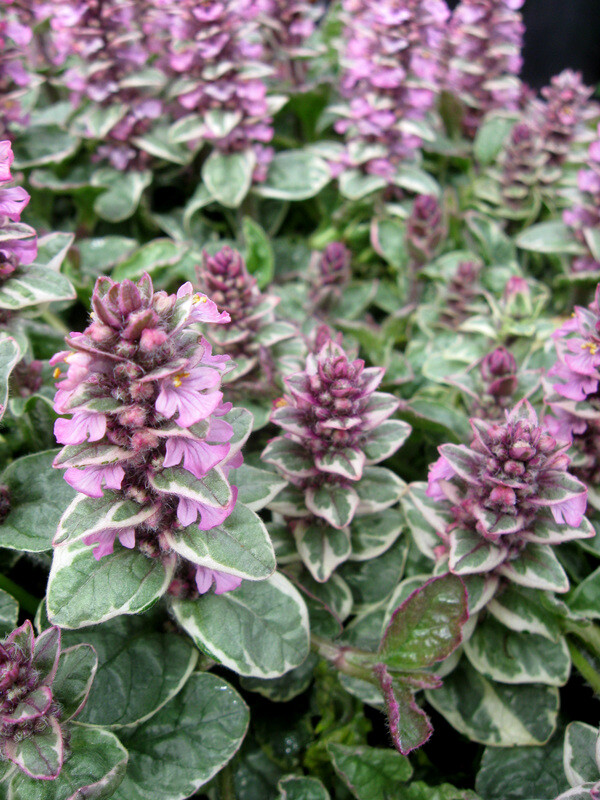 AJUGA~PINK LIGHTNING~~LIVE PLANT~VARIEGATED GROUND COVER HARDY ...