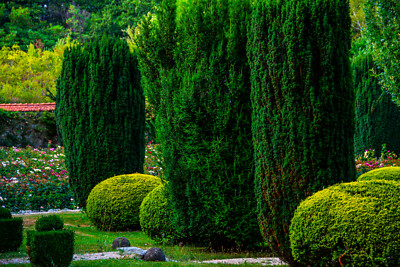 50+ Italian Cypress (Cupressus sempervirens) Cedar Tree Seeds FREE ...