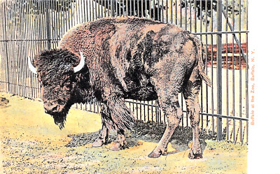 #H4145 BUFFALO, N.Y. POSTCARD, BUFFALO at the ZOO | eBay