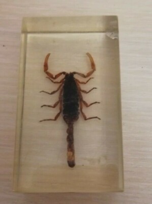100% original exotic scorpio beetles real insects in resin (1) | eBay