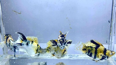 PAIR MOLLY TIGER ZEBCA TRICOLOR LYRETAIL BREEDING FRESH HIGH QUALITY ...