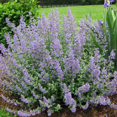 Catmint Herb Plant in 9cm Pot - Aromatic Nepeta Herbaceous Perennial ...