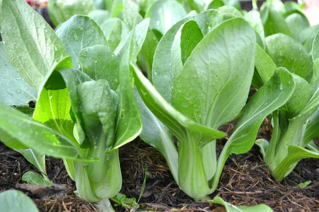 200+ Seeds Chinese Cabbage Pak Choi Mei Qing Choi ShanghaiQing ...