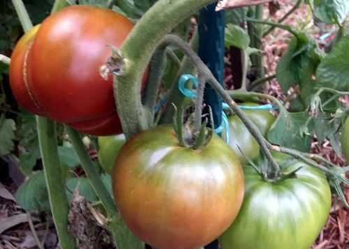 Dwarf Wild Red Fred Tomato - 10 Seeds! | eBay