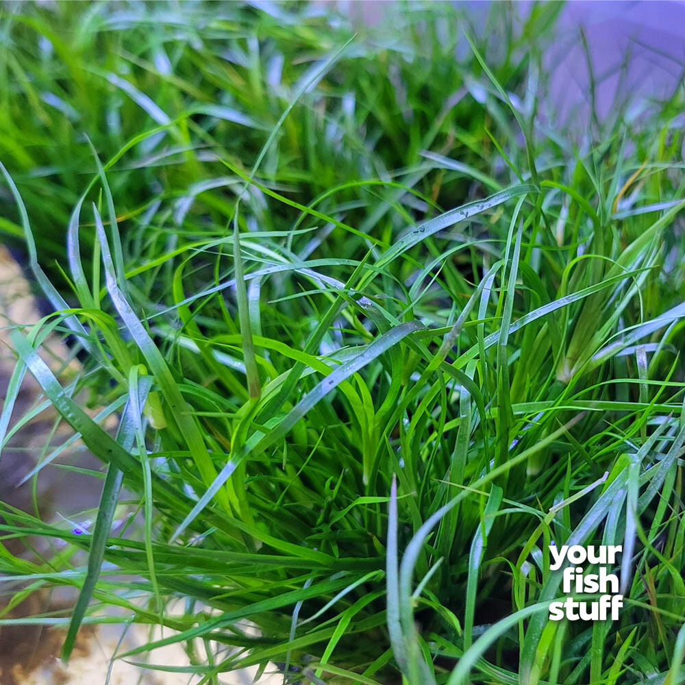 Juncus repens Live Aquarium Plants **BUY 1 GET 1 at 50% OFF** POTTED | eBay