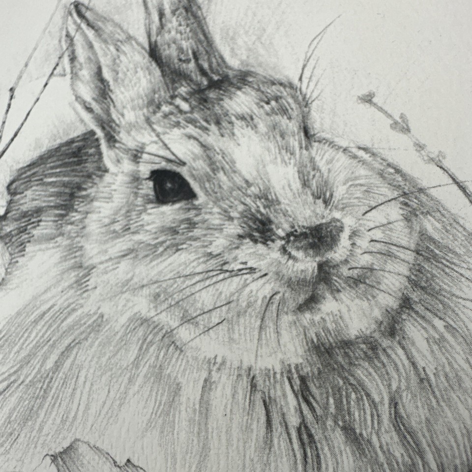 Rabbit Artwork Signed Wildlife Graphite Sketch Vintage MCM Nice | eBay
