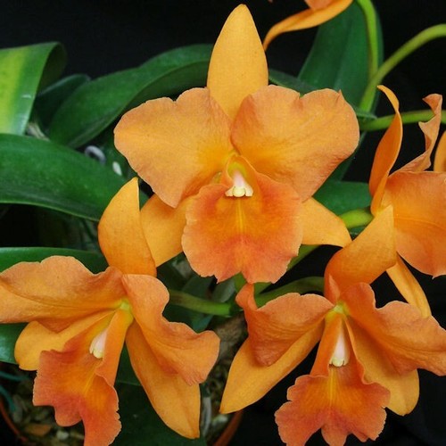 Blc Carolina Golden D'or 'Lenette' x Pot Paxton Brooks Orchid Plant ...