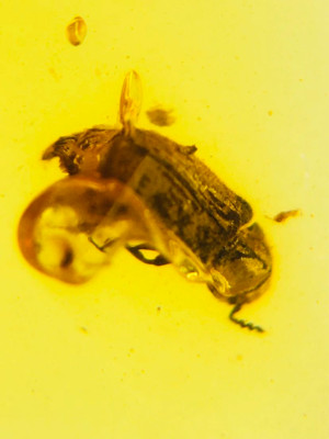 Burmese burmite Cretaceous beetle insect fossil amber Myanmar | eBay