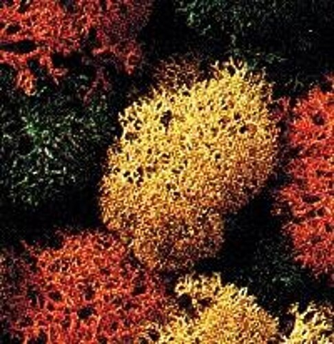 Noch Autumn Assorted Lichen (Single) - Model Railroad Lichen - #8630 | eBay