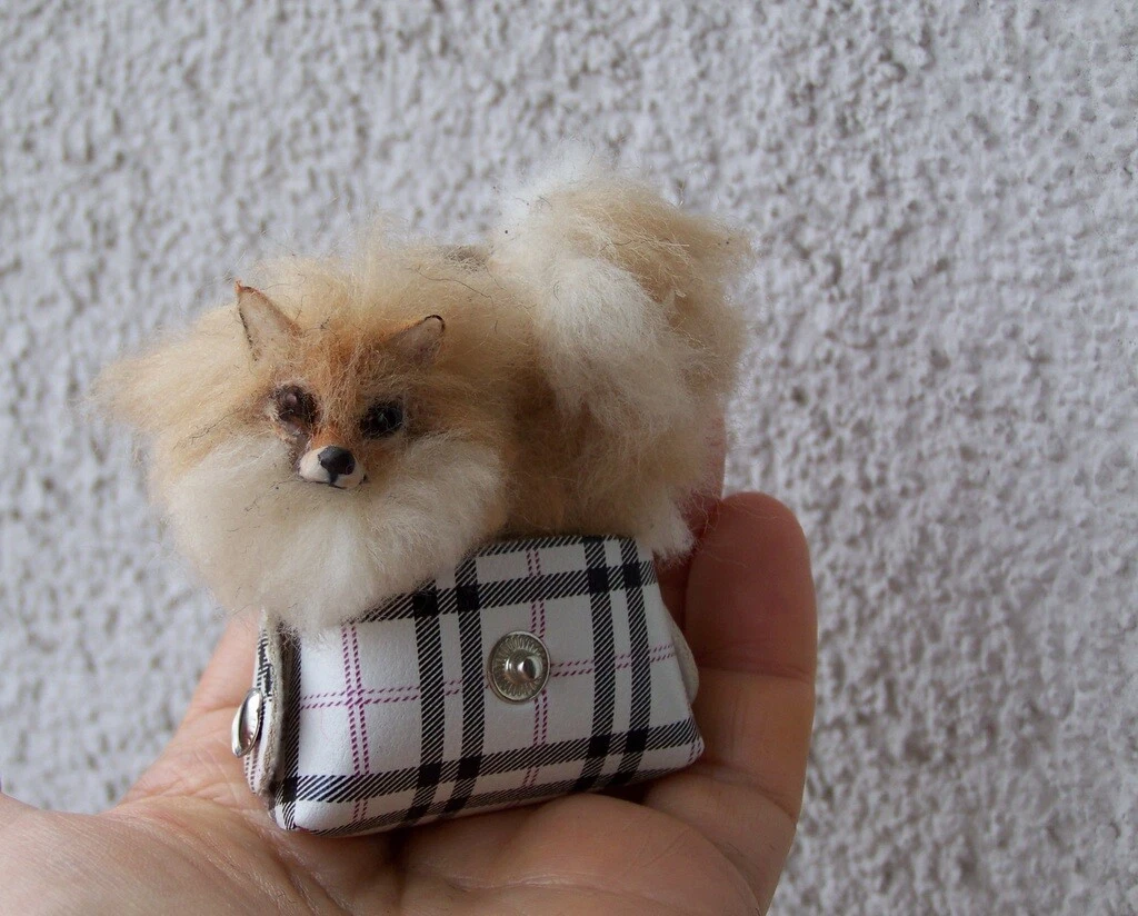Pomeranian Miniature