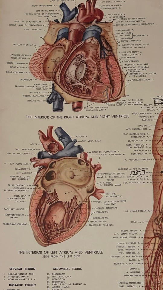 4 Antique Anatomy Posters 1947 /9 Peter Bachin Anatomical Charts 20x26 ...