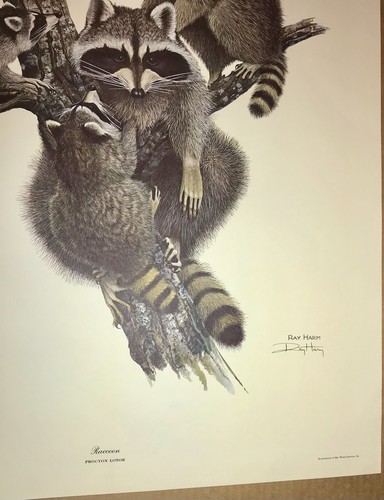 Ray Harm 1968 Hand Signed Print Raccoon | eBay