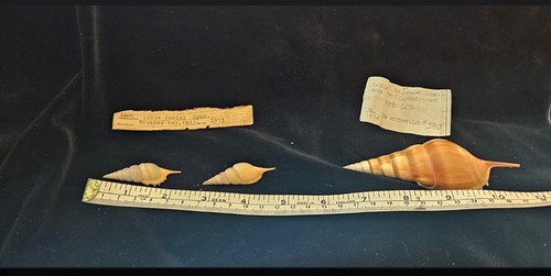 Seashells Tibia Powisi Lot of 2 , Tibia Insulae Lot of Three Shells Total (S113 | eBay