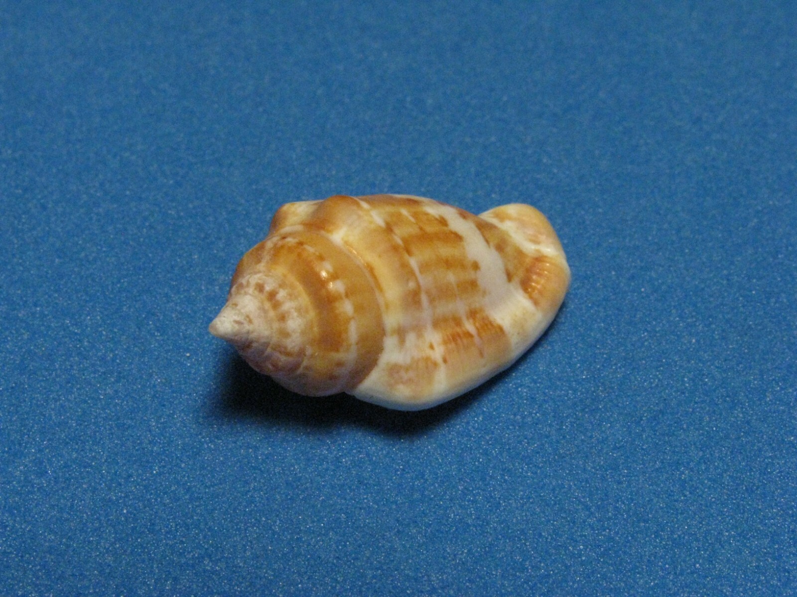 Strombus mutabilis Swainson, 1821 "GOLD VARIANT" (24.5mm) | eBay