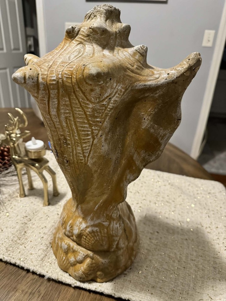 Conch Shell 25lbs In Desert Sand | eBay