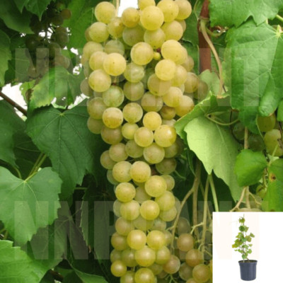 Grape Princess 5 Gallon Vitis Vinifera Princess Fruit Tree Live Plant ...