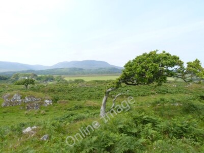 Photo 6x4 Oak Tree at Ardmore, Islay Ardmore/NR4650 c2011 | eBay UK
