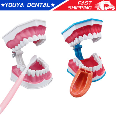 Dental Tooth Model Brushing Teeth Teaching Study Demonstration Tool W ...