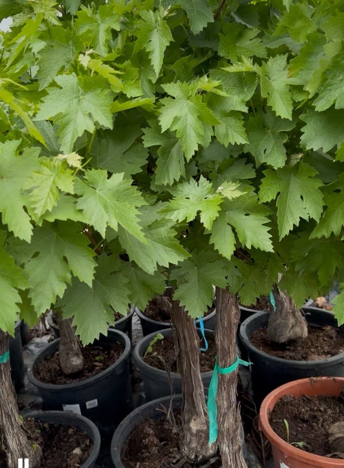 Vitis Vinifera (Grape Tree) – Gnarled Trunk | eBay UK
