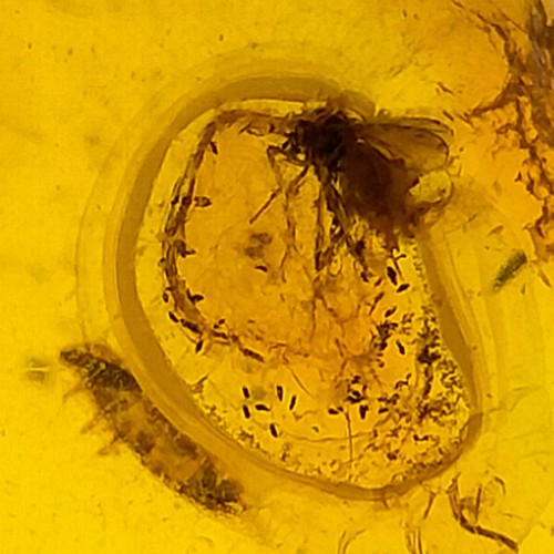 Baltic Amber with three insect inclusions fossils natural gemstone 14 ...