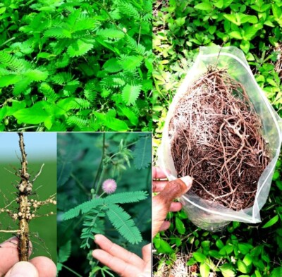 Dried Mimosa Pudica Sensitive Plant Leaves/Root/Flower Mix Organic ...