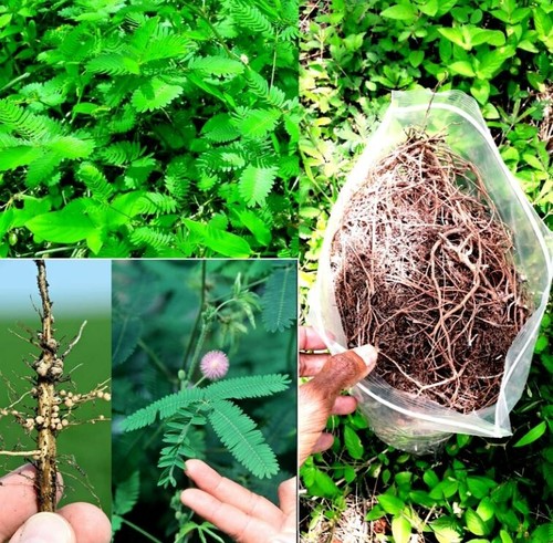 Dried Mimosa Pudica Sensitive Plant Leaves/Root/Flower Mix Organic ...