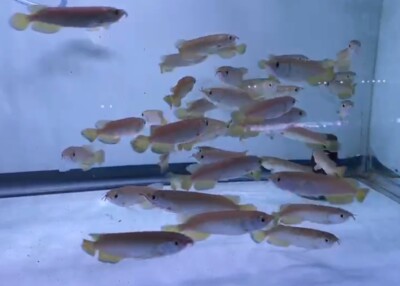 LIVE TROPICAL Fish-Jardini Arowana 4-4.5 Inch Juvenile | eBay