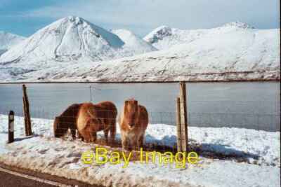 Photo 6x4 Ponies at the roadside Loch Ainort Luib Beinn Dearg Mhor in ...