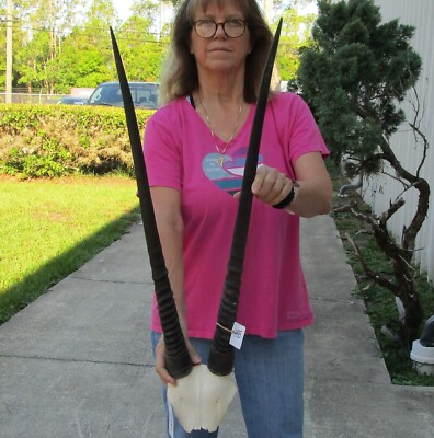 Real South African Gemsbok/Oryx Skull Plate w/27-28" horns taxidermy ...