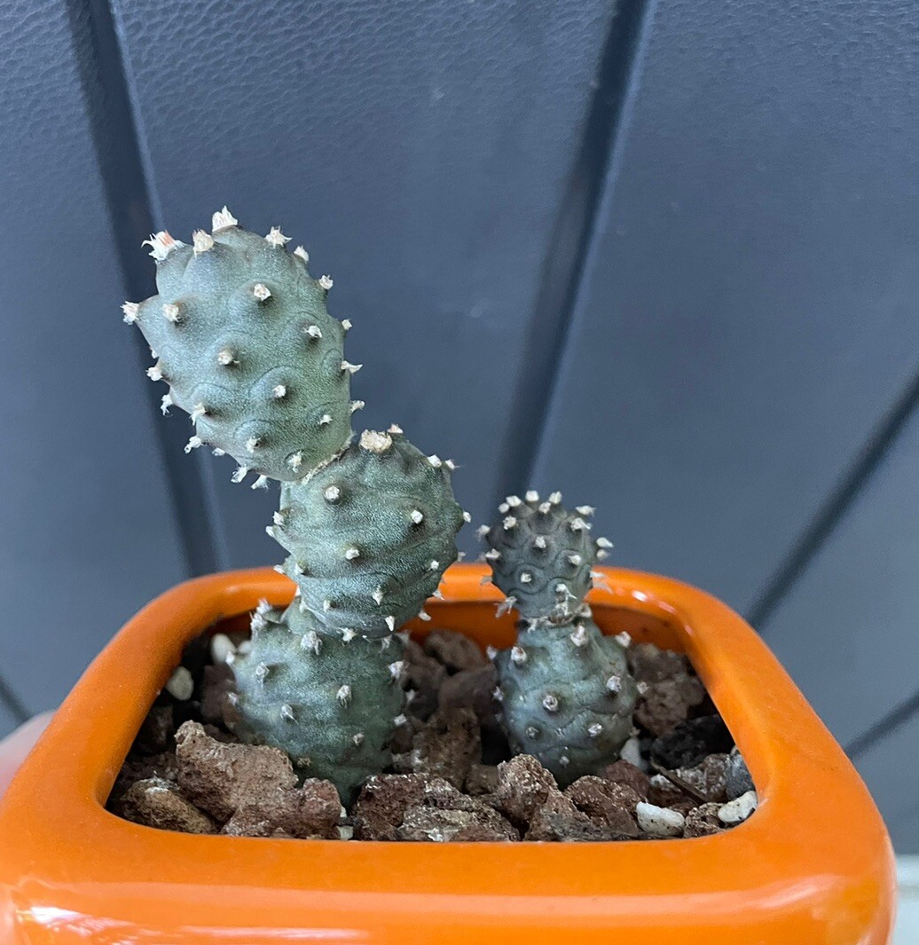 Tephro. Articulatus Rare Plant succulent cactus | eBay