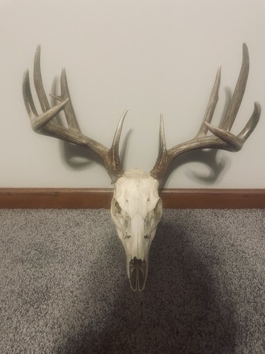 Whitetail Deer Skull And Rack Buck Taxidermy European Mount Spike Horns ...