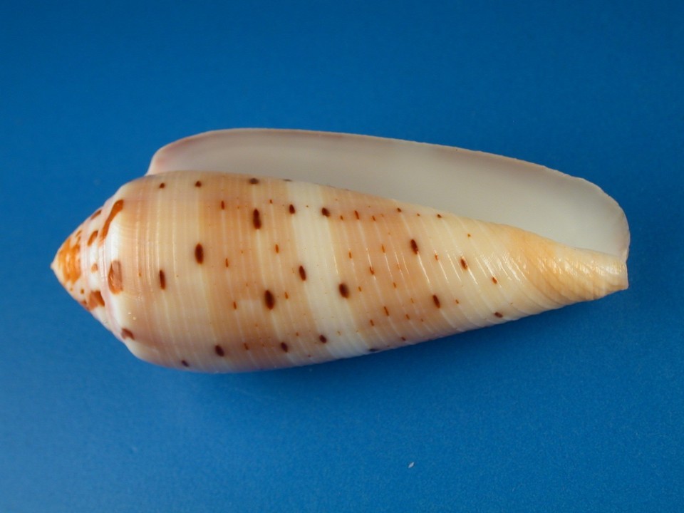 Conus circumcisus, Great Pattern, 59.8mm, Solomons Shell G125 | eBay