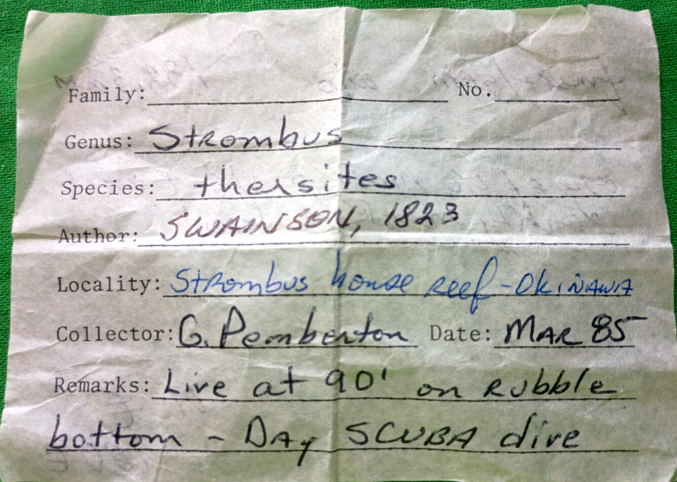 Strombus thersites #M0618 Japan 128mm | eBay