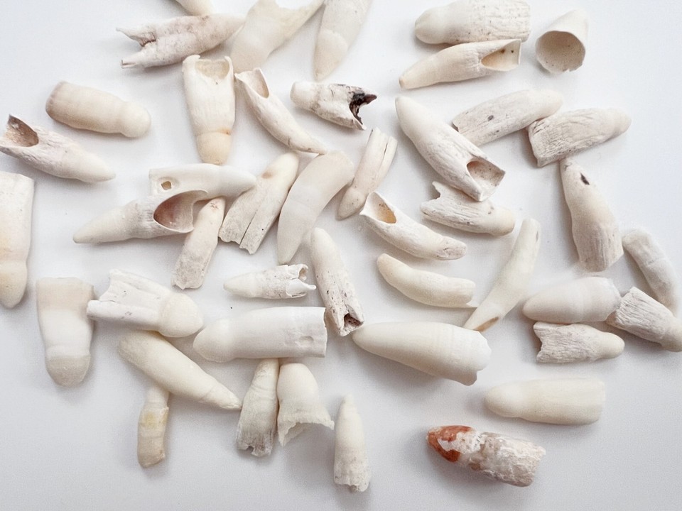 10PC Alligator Teeth for Making Gator Teeth Necklace, Real Alligator ...