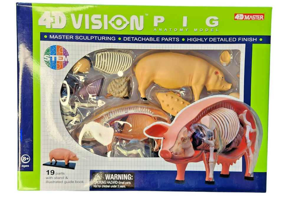 4D Vision Pig Anatomy Model | eBay