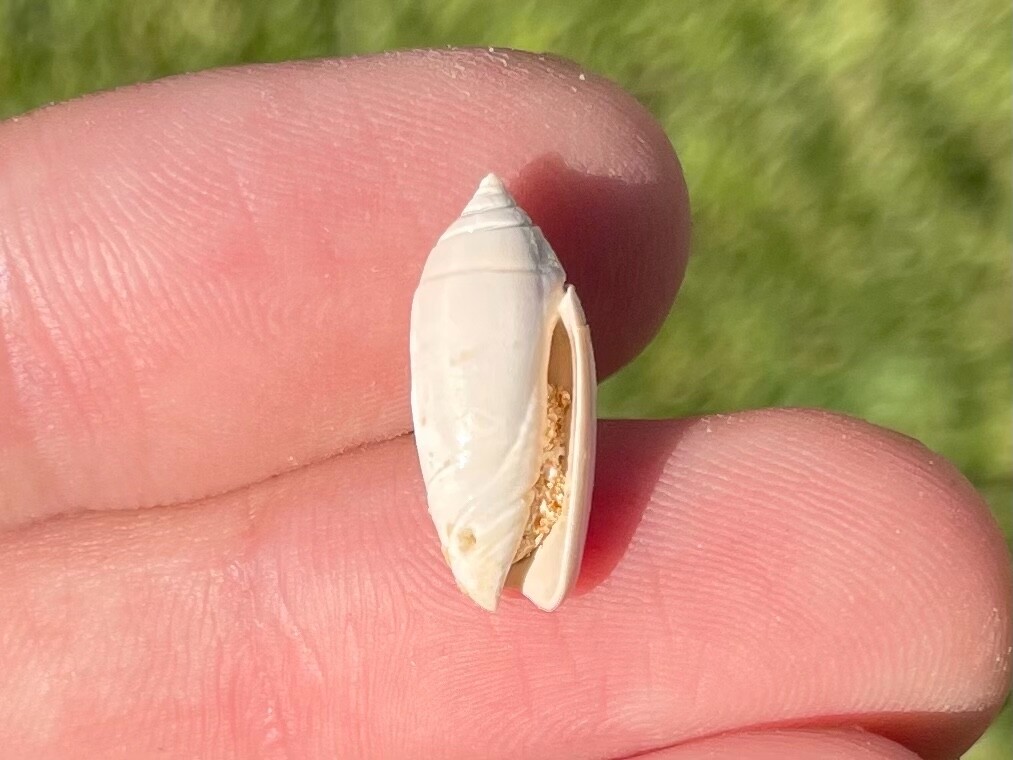 Florida Fossil Gastropod Oliva blowi Shell | eBay