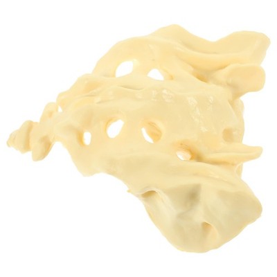 1Pc Sacrum Bone Anatomy Model Medical Sacrum Anatomical Model for ...