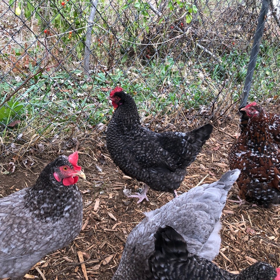 18 Fertile Chicken Hatching Eggs Barnyard Mix/Crested/Easter/Rare Breed ...