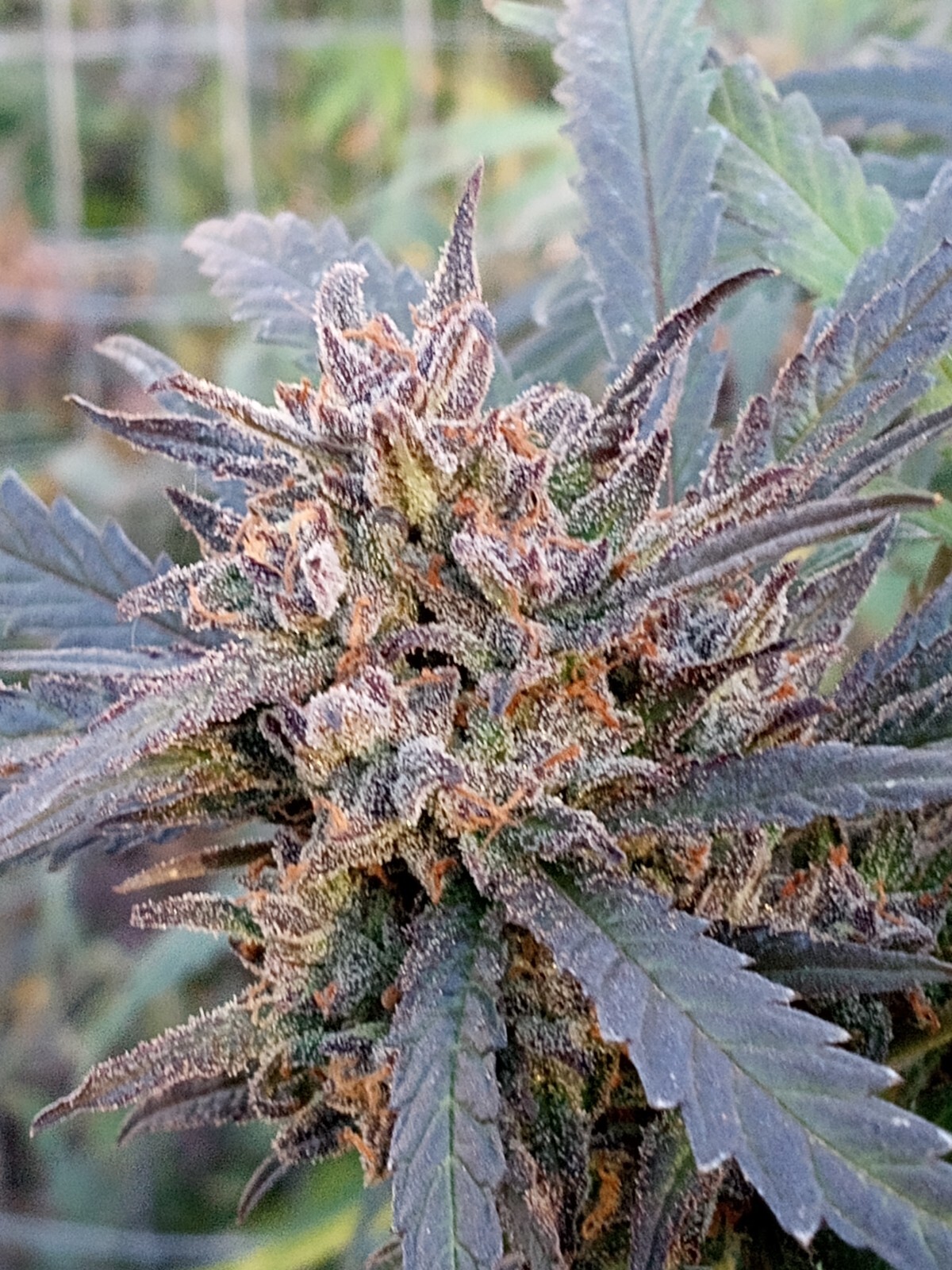 Organic endo Mycorrhizal Granular Fungi Mycorrhizae Inoculant for ...