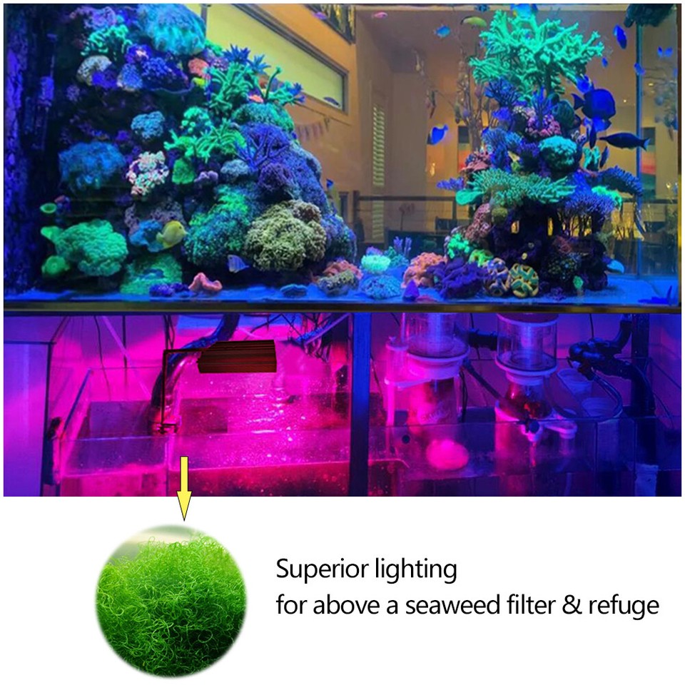 PopBloom LED Grow Light Full Spectrum Refugium Lamp for Algae Seaweed ...