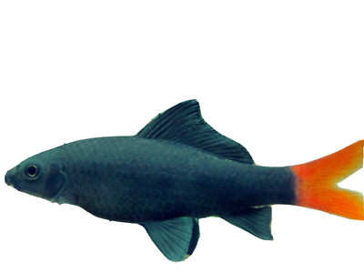 2 FRESHWATER RED TAIL, AND 2 RAINBOW SHARKS GREAT FISH !! | eBay