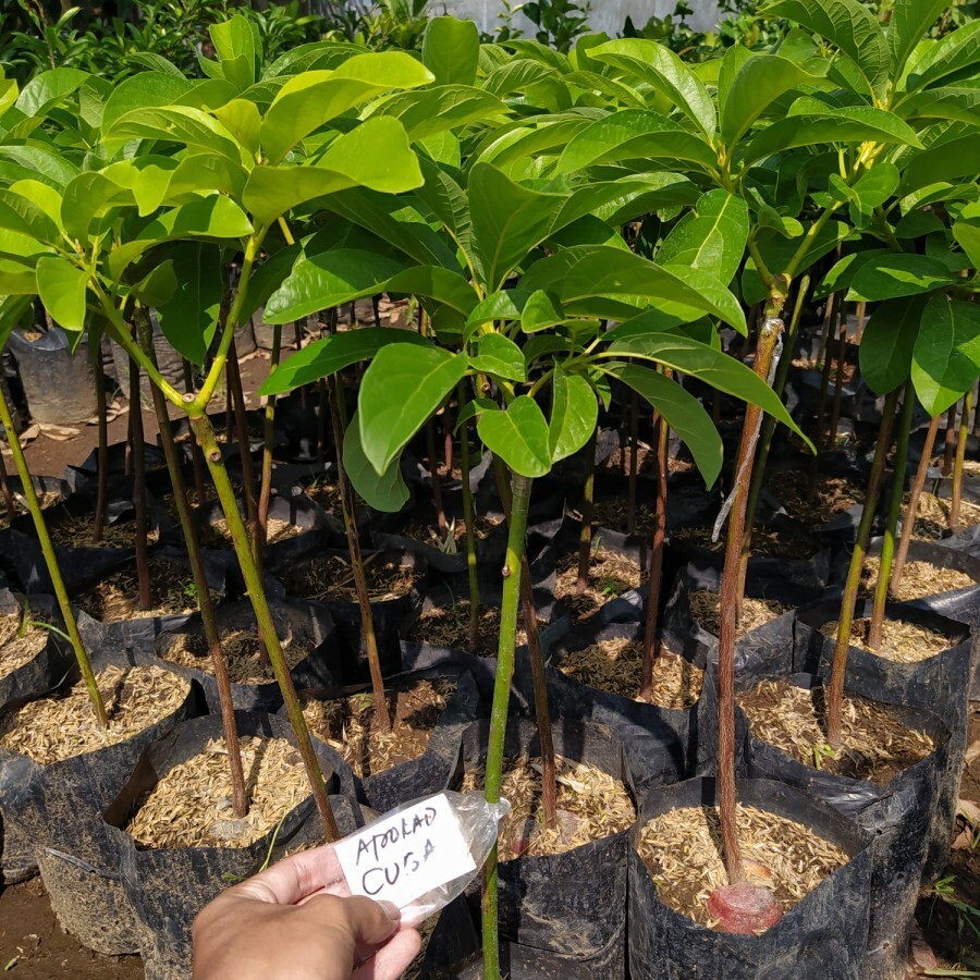 Grafteds Dwarf Cuba Avocado Fruit Trees, Quickly to fruit bear | eBay