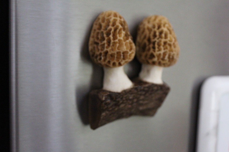 Carved Yellow Morel Mushrooms FRIG MAGNET from a Moose Shed Antler Palm ...